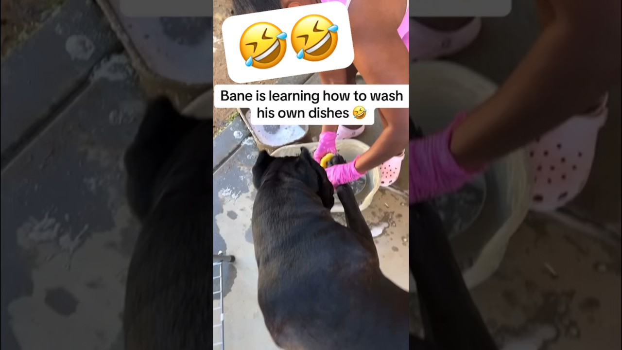 Mom makes everyone clean and dog throws a tantrum
