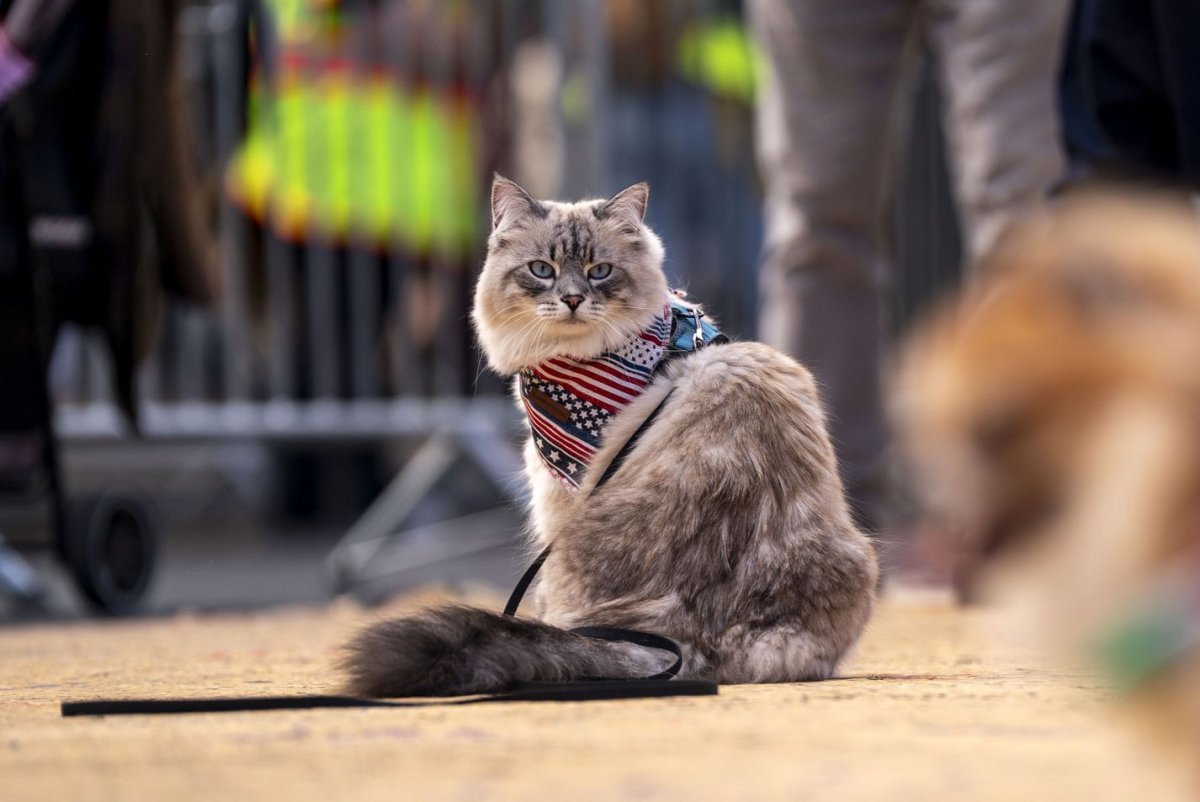 Look: Furry felons: 5 true stories of creature crime