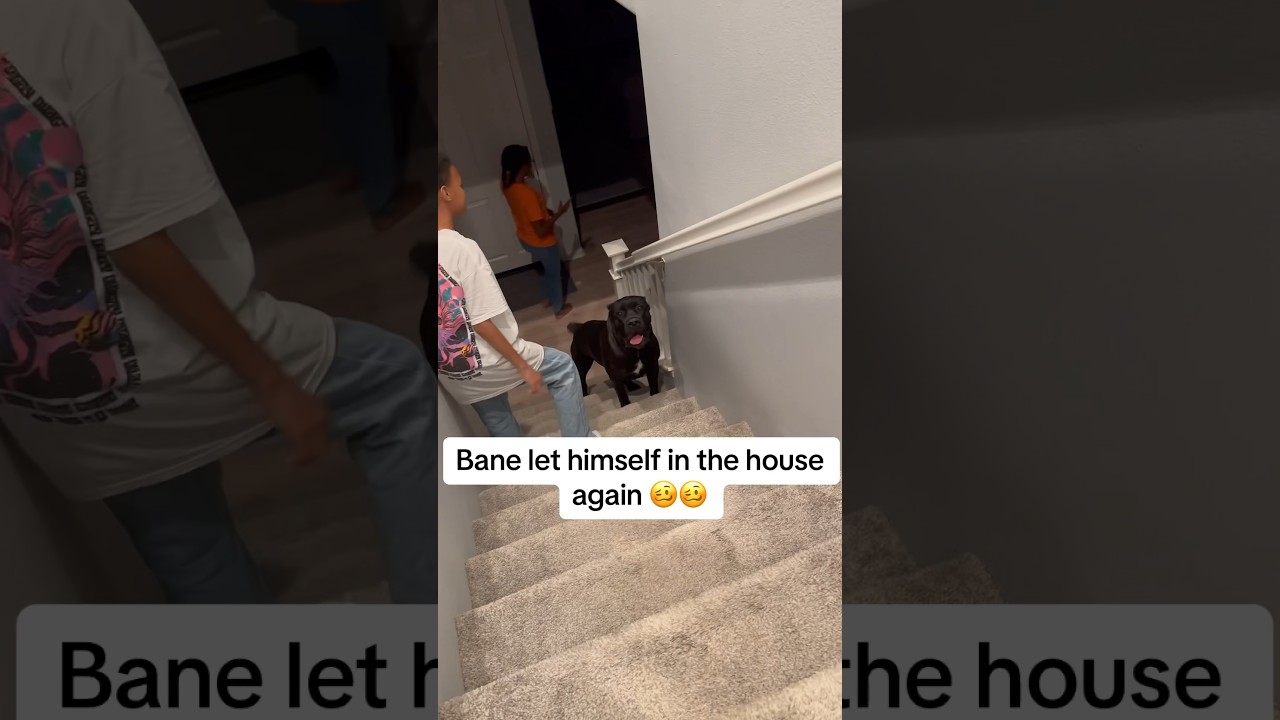 Dog lets himself back into the house without permission