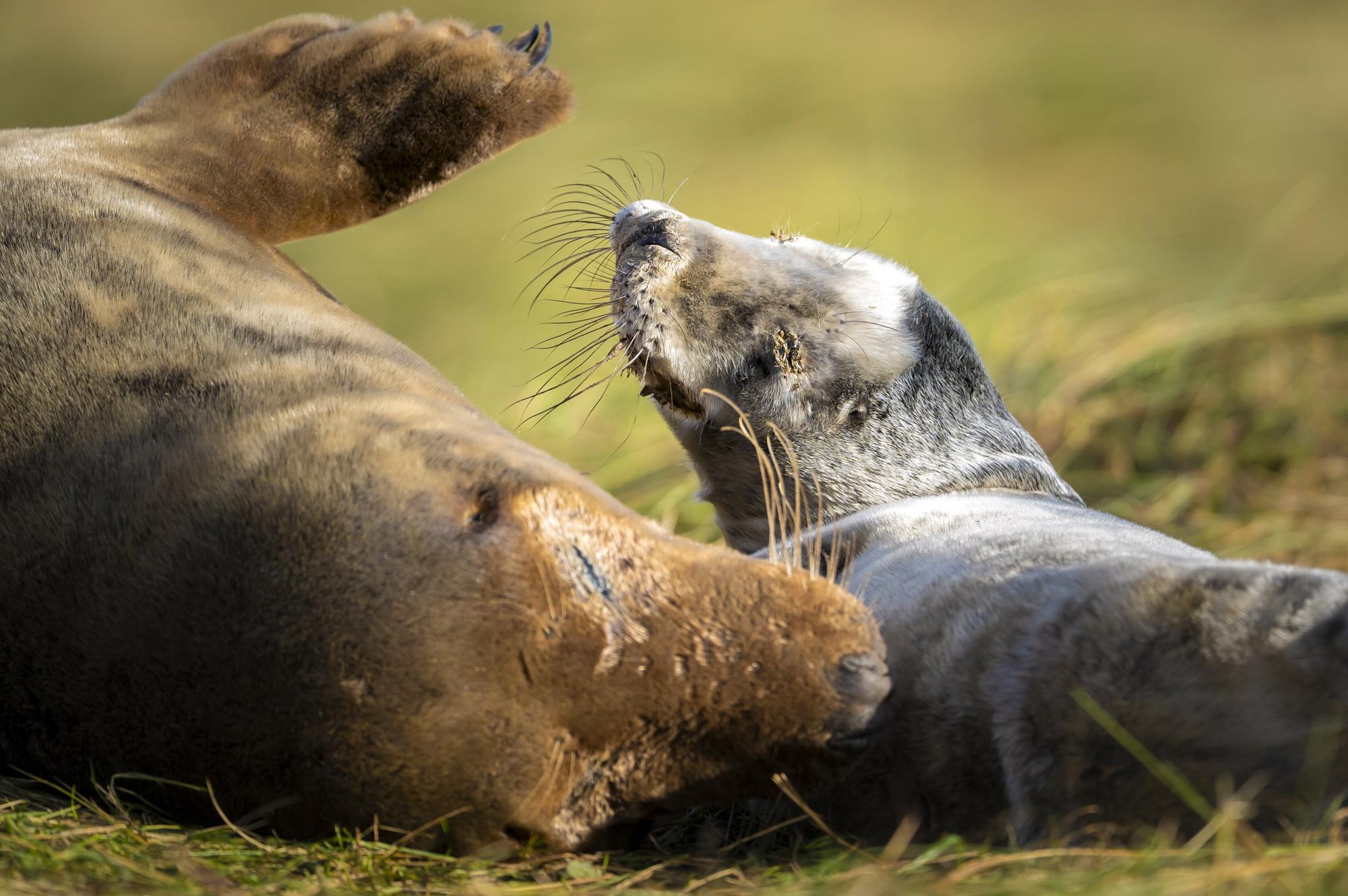 Why grey seals need to be recognised as predatory parasites - Yorkshire ...