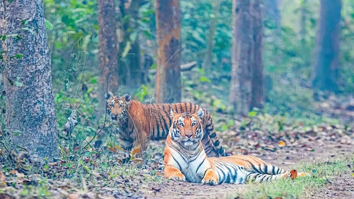 UP’s wildlife boom: Protected areas record over 1.45 lakh animals in ...