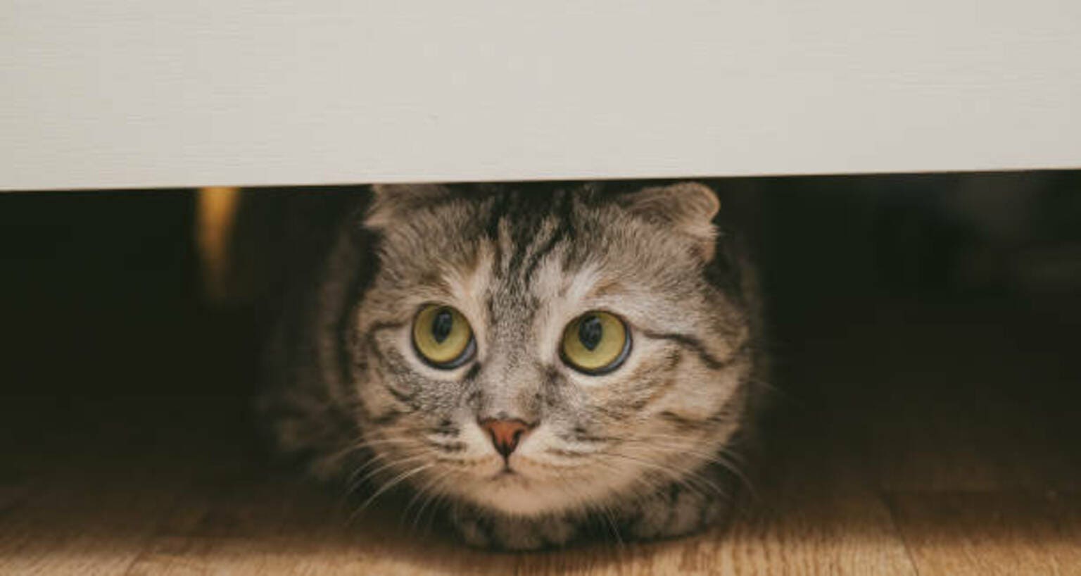 The stock market's four tiers of fear