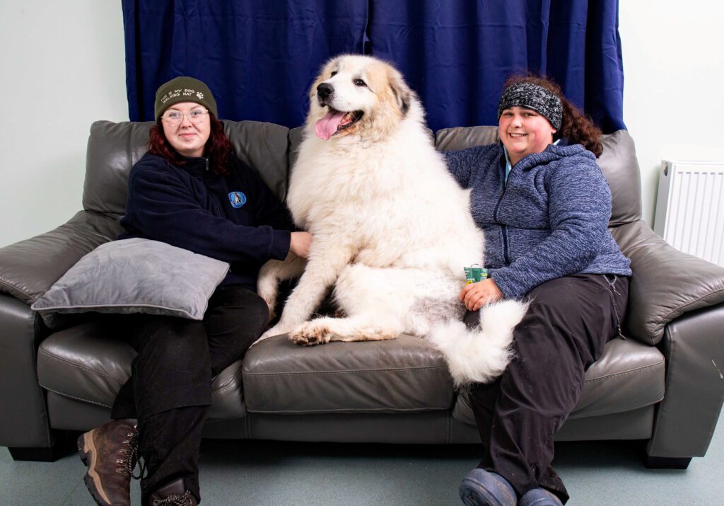 Rescue centre seeks new owner for dog 'size of small polar bear'