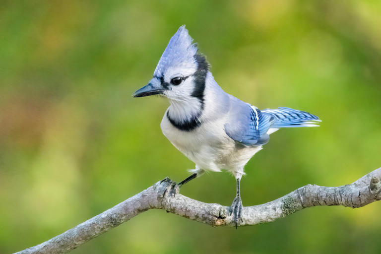 How to make friends with blue jays without scaring them off