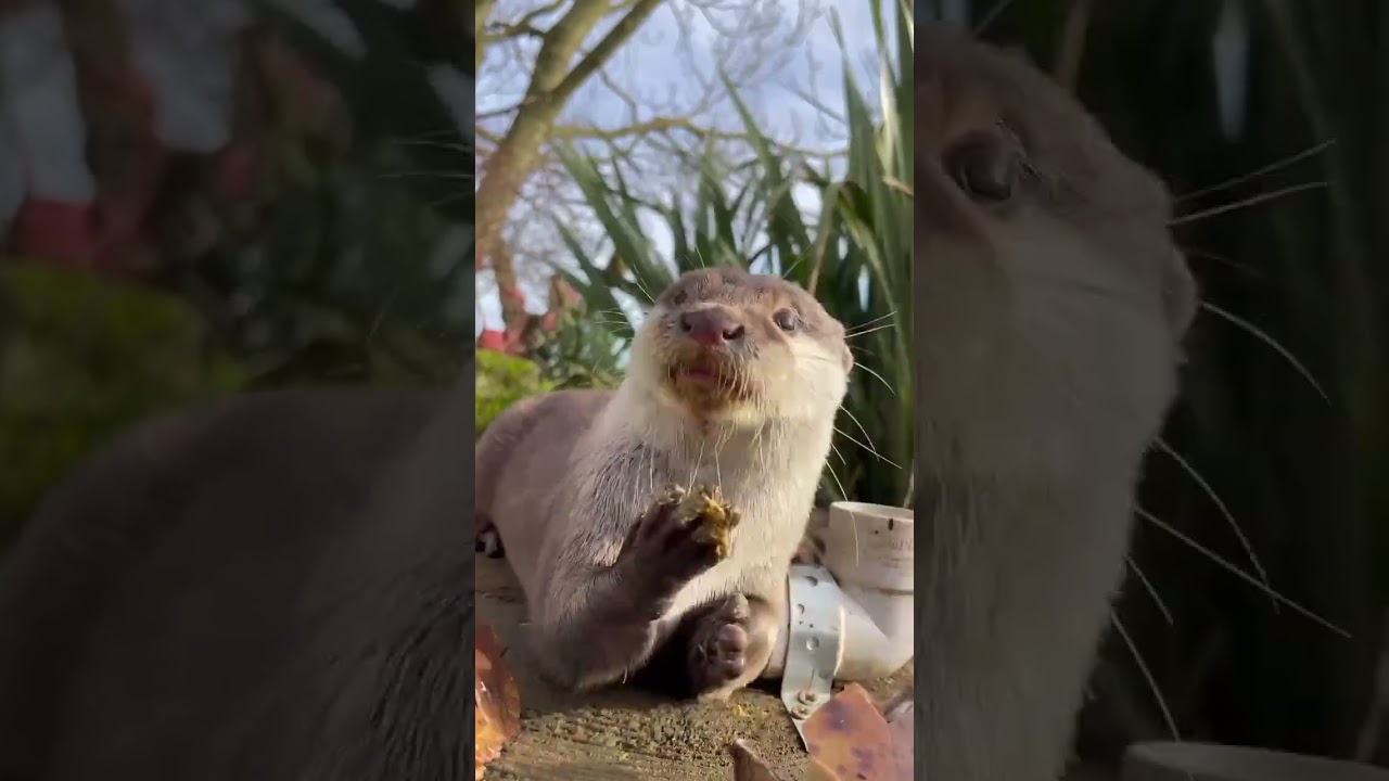 Otters feast on crabs along the riverbank