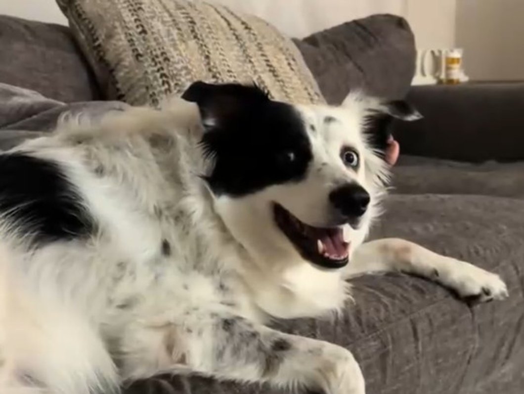 Dog hears her name in "Stranger Things": reaction goes viral