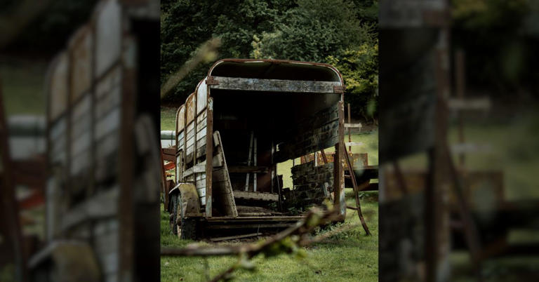 Police find 8 dead cattle among 14 stolen animals retrieved in an ...