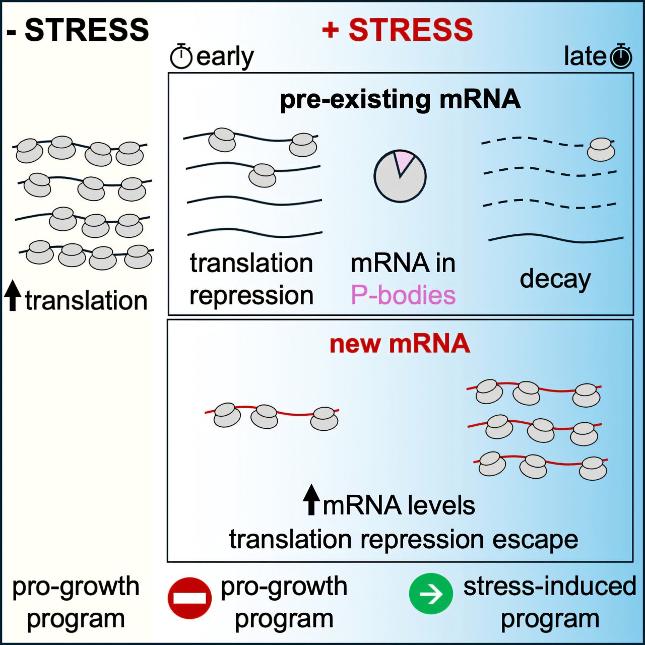 How cells change their minds and save their work in progress