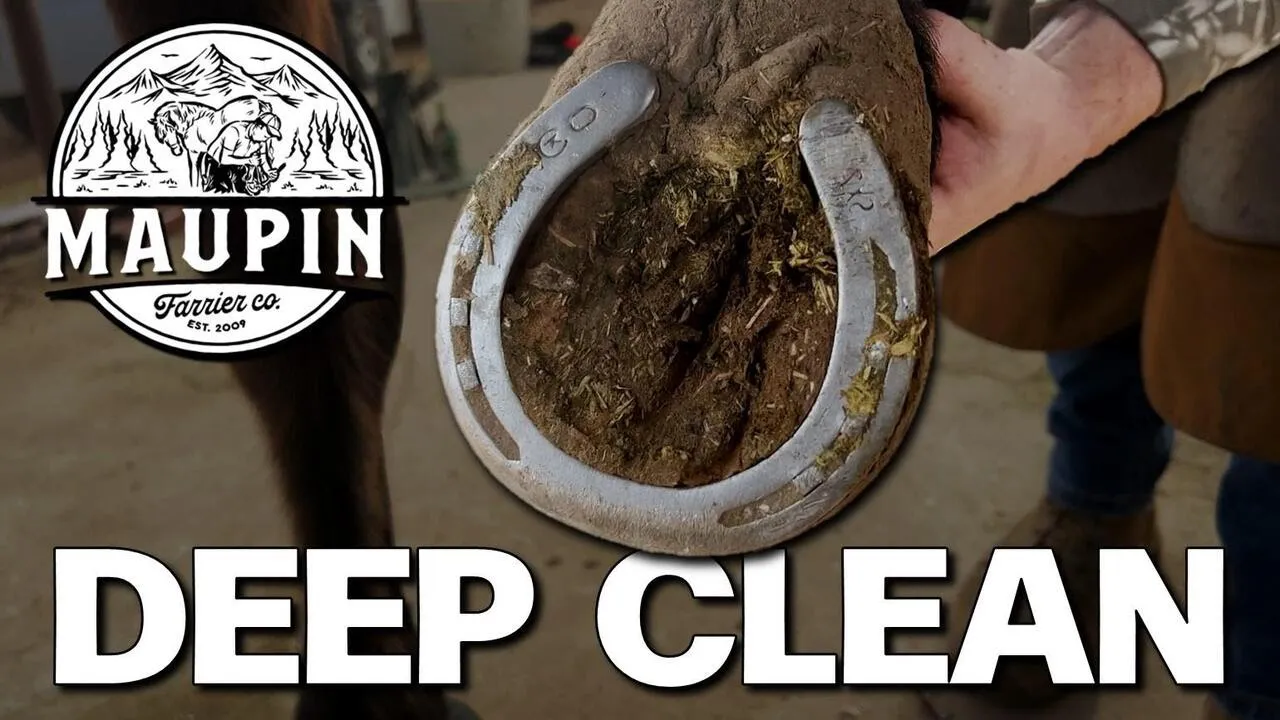 Incredibly satisfying horse hoof transformation you have to see farrier ...