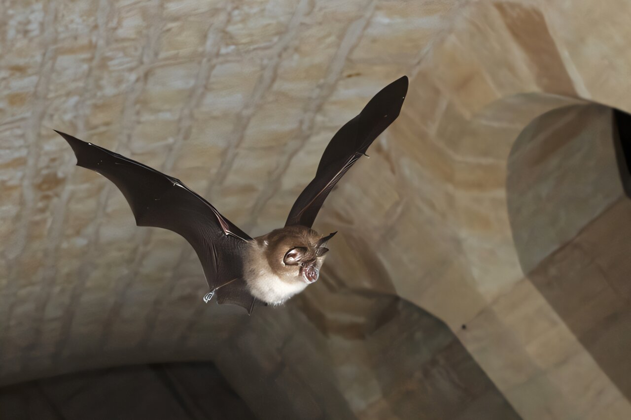 Bat study shows motherhood comes with a cost, but not for all