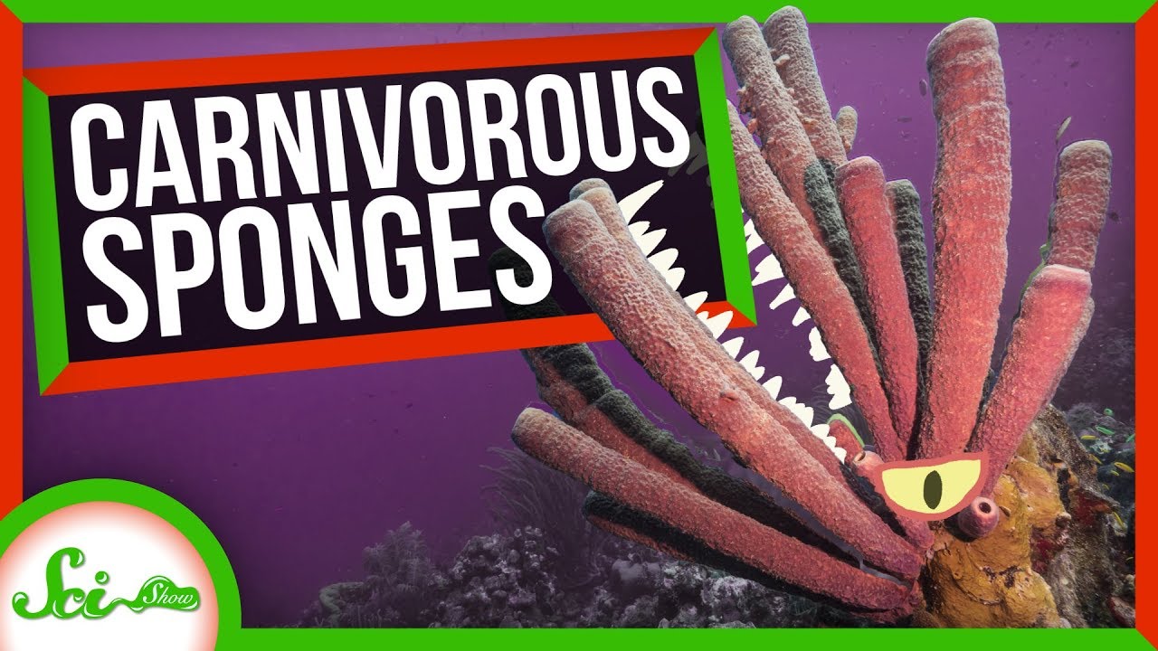 Carnivorous sponges — so that's a thing