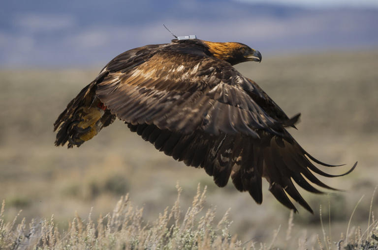 What happens to eagles after rehab?