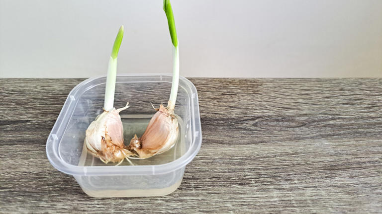 Get your garlic garden started this winter using only a bowl of water