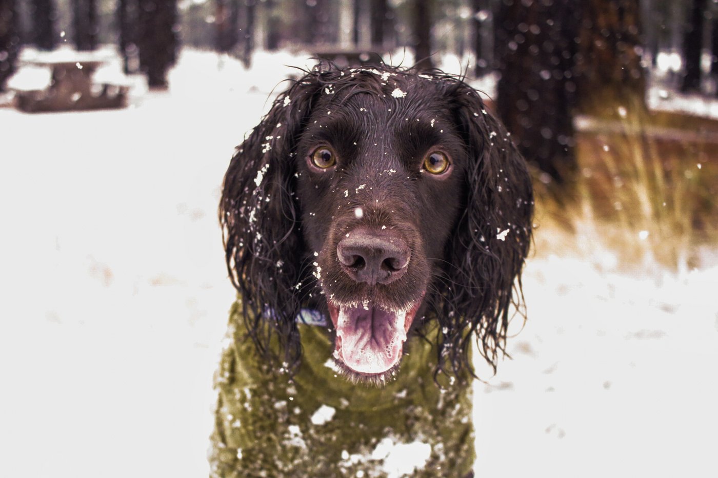 Don't forget pets when preparing for winter's cold. Here's what experts ...
