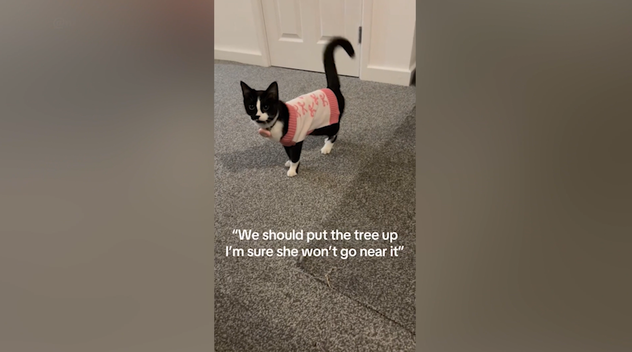 Cat vs. Christmas tree caught on pet cam