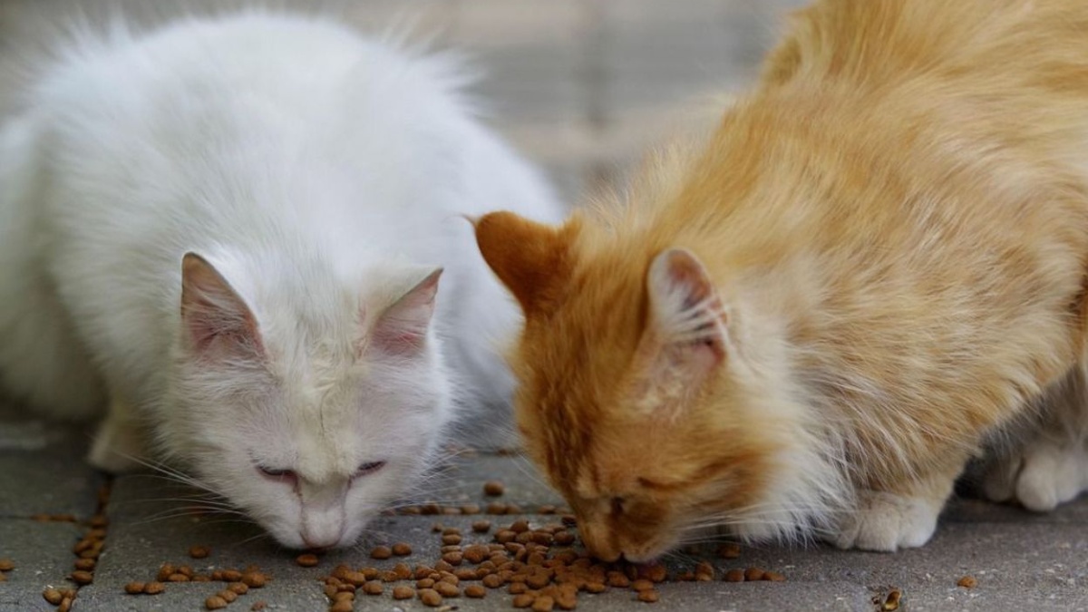 Types of cat foods veterinarians say you should think twice about