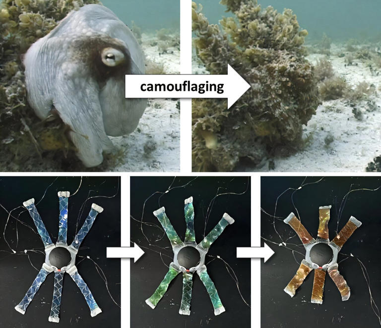 'Octoid,' a soft robot that changes color and moves like an octopus