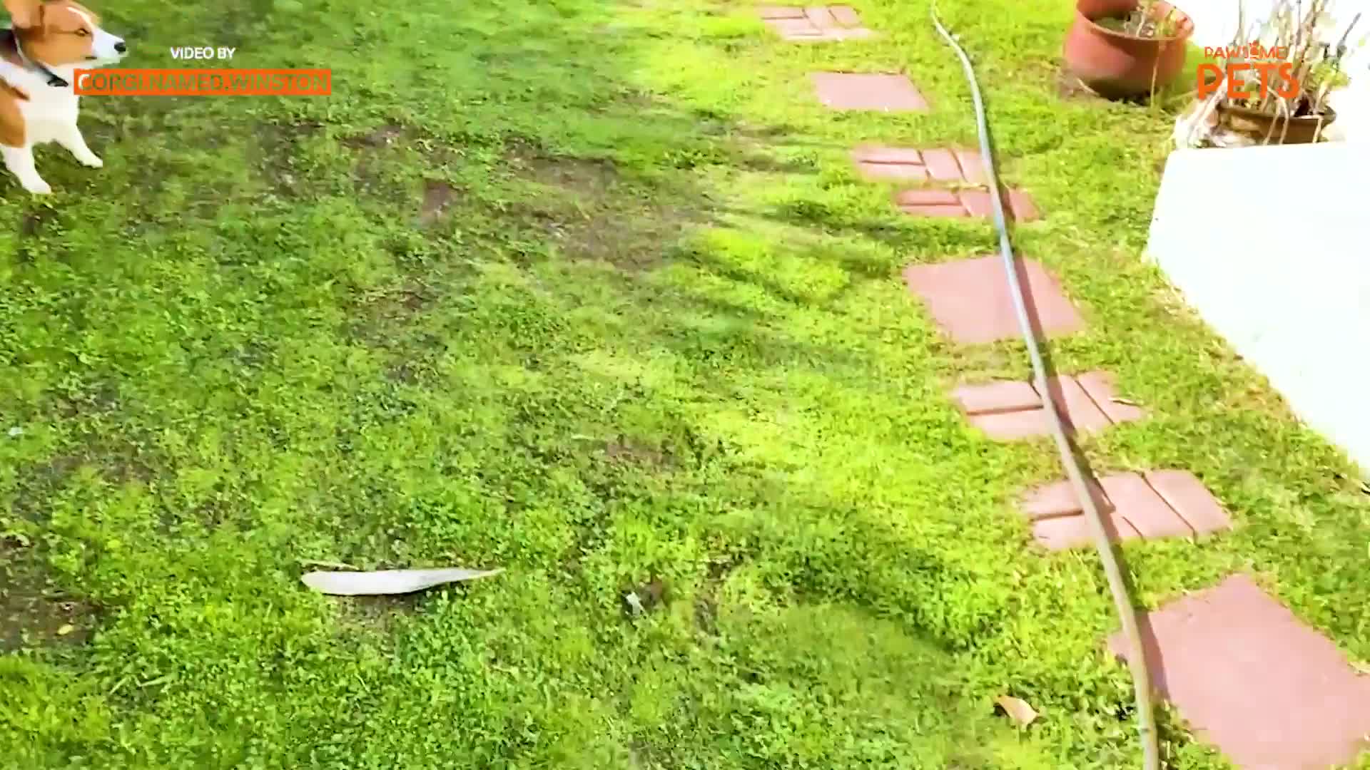 Corgi plays catch by himself