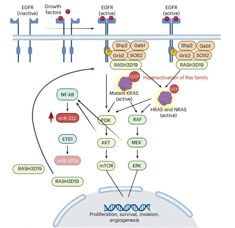 KRAS-mutant cancers: Potential target could overcome treatment resistance
