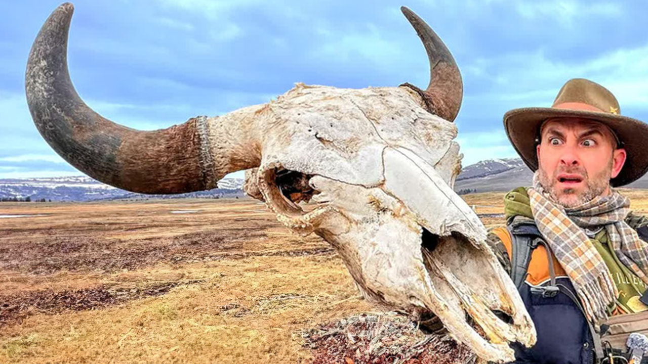 I found Yellowstone's mysterious graveyard!