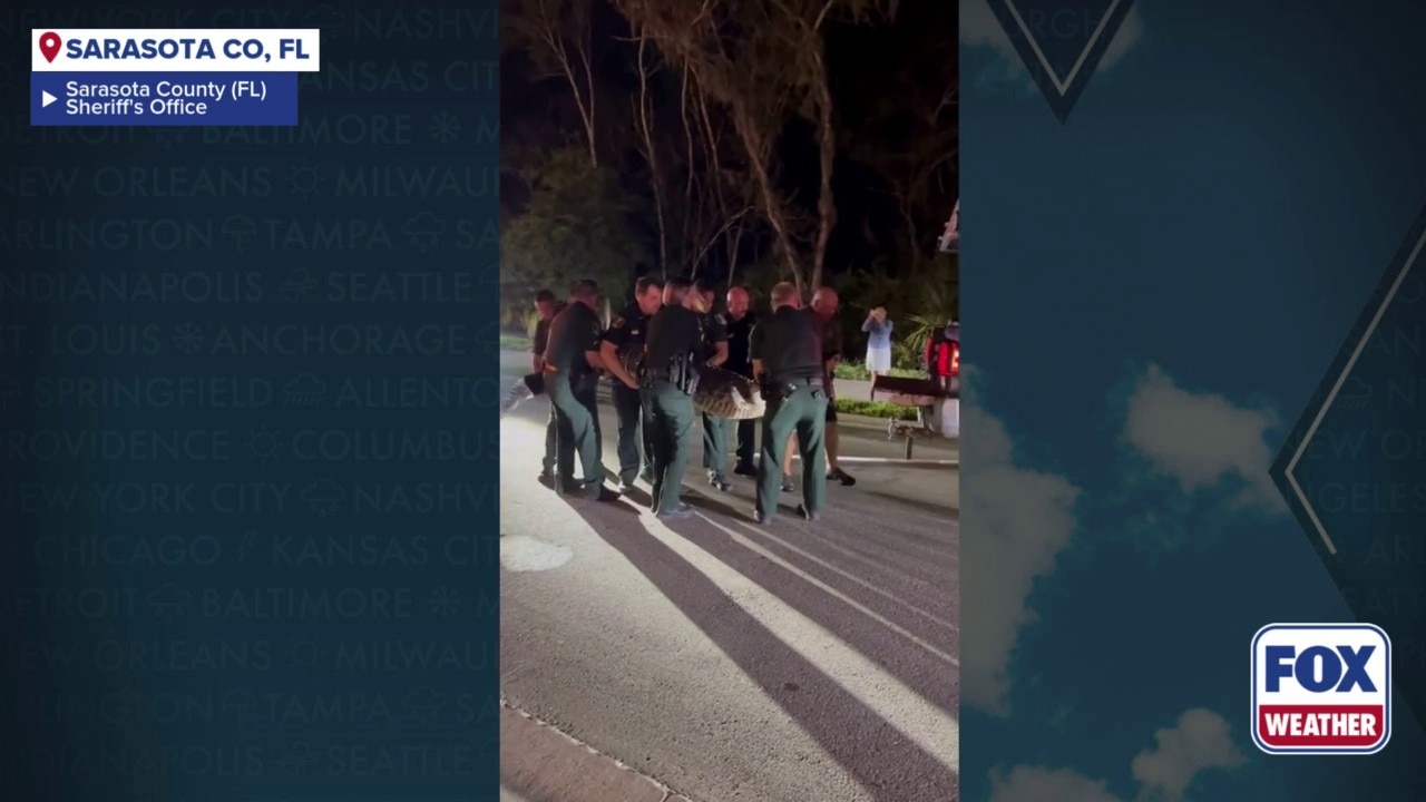 Watch: Florida police wrestle 600-pound gator
