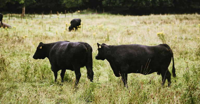 Police find 8 dead cattle among 14 stolen animals retrieved in an ...