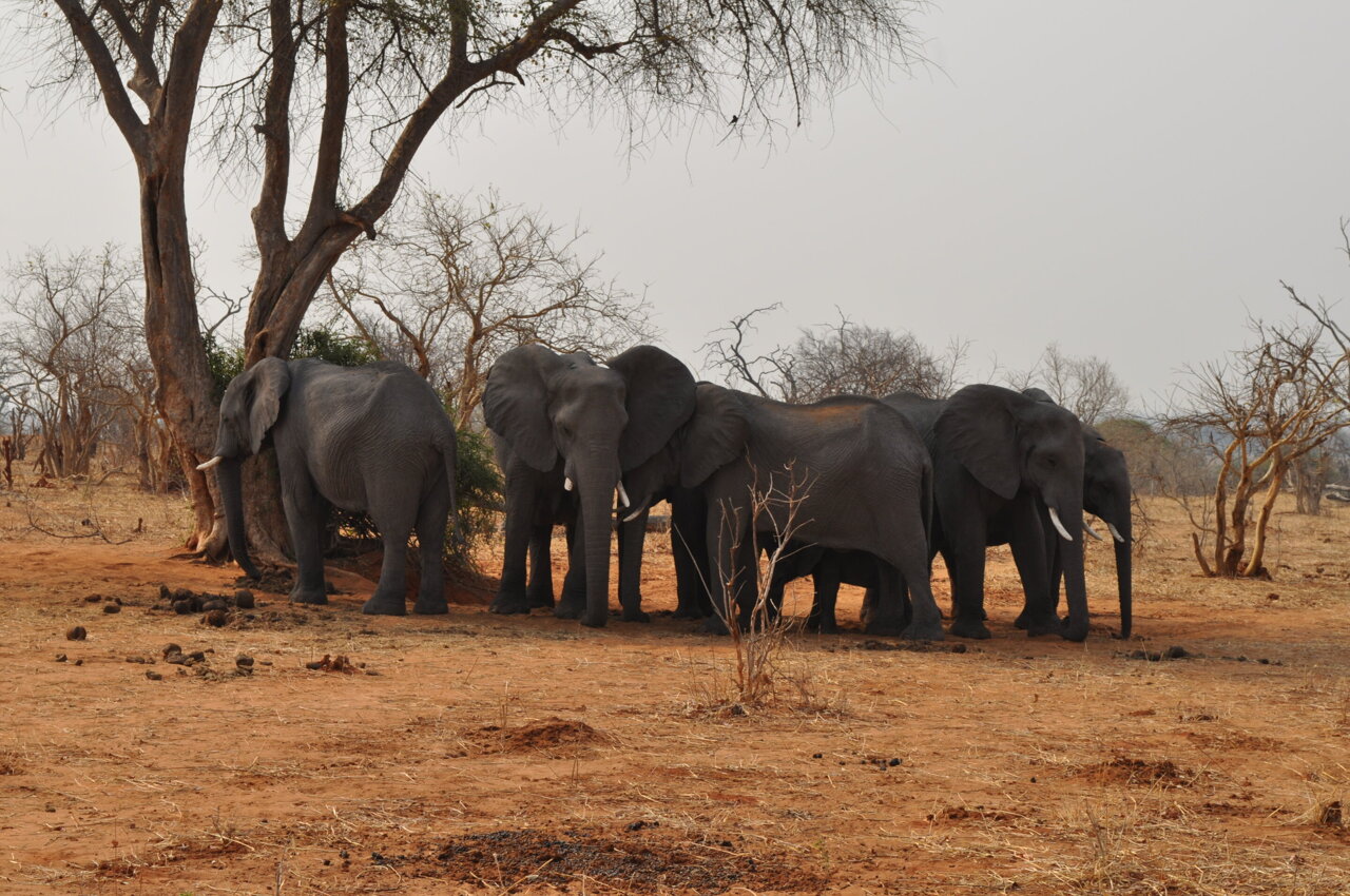 Unbee-lievable: Botswana elephants not easily fooled as scientists seek ...
