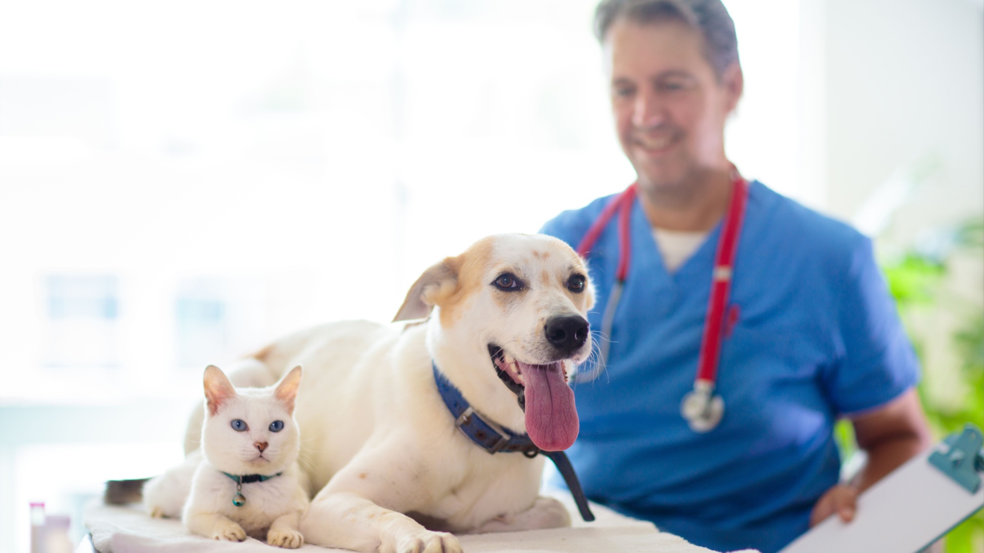 13 things vets wish every pet owner knew