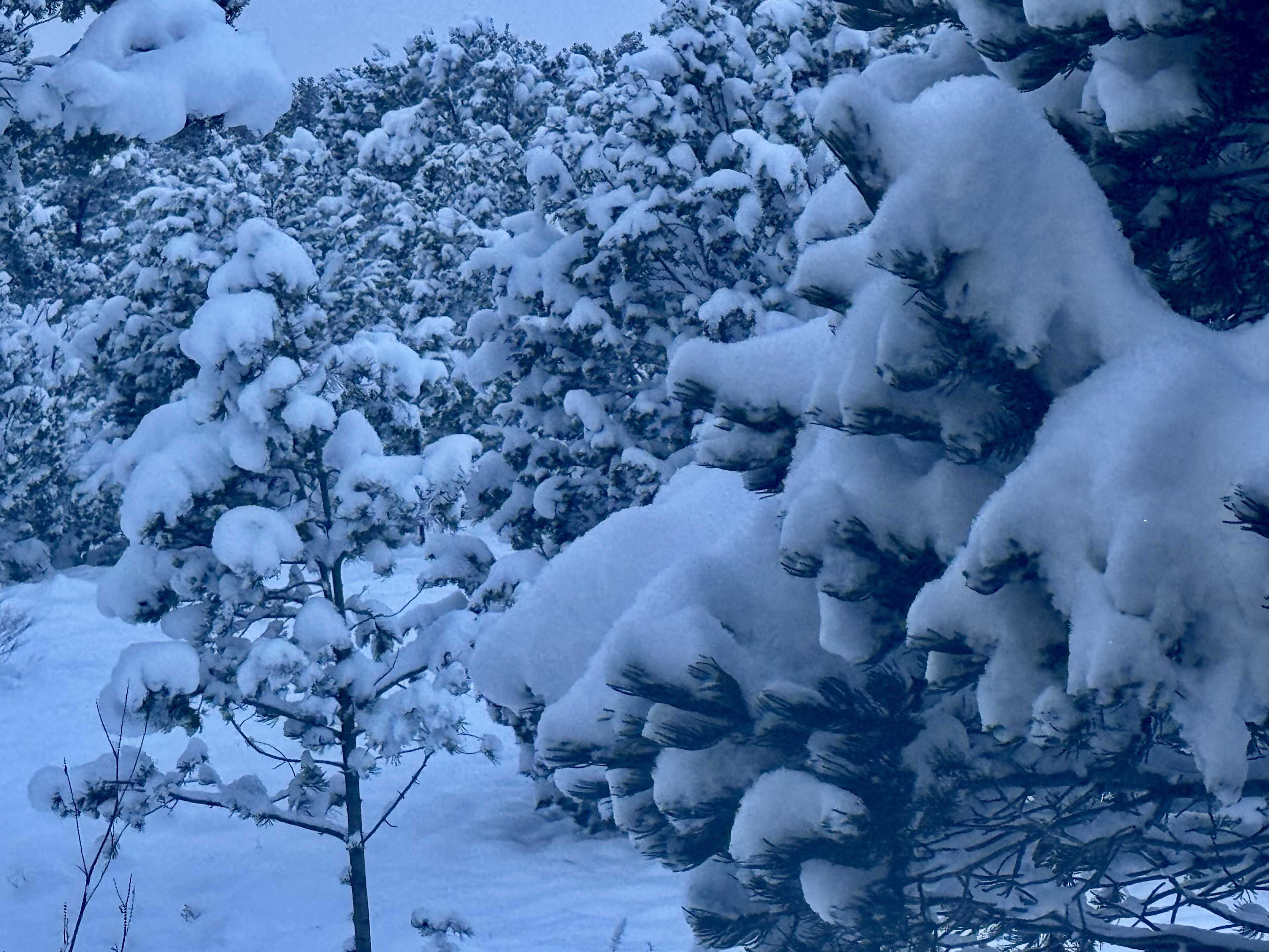 Interactive map: See how much snow fell across New Mexico