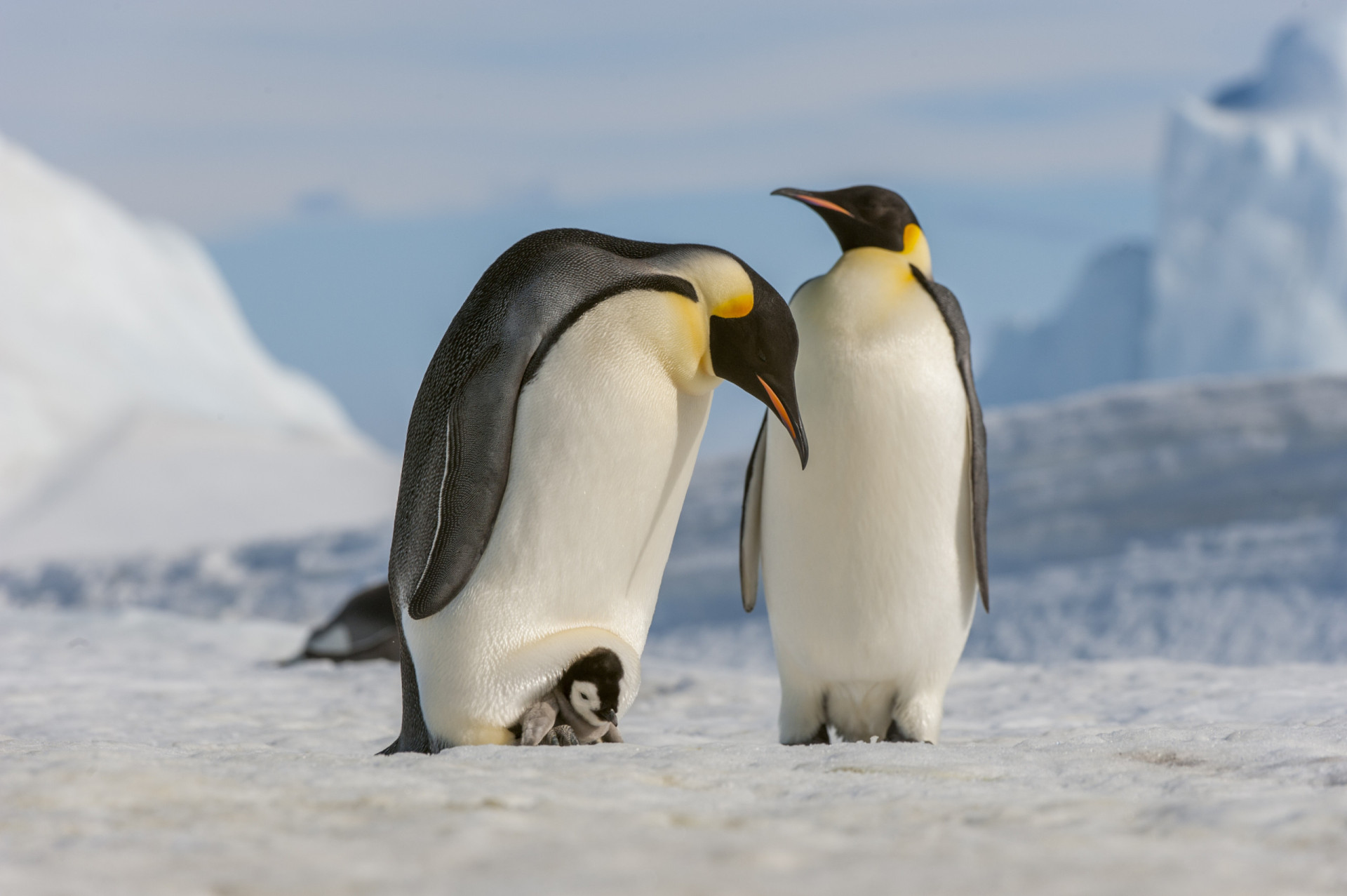 30 Animals With Surprisingly Human Traits