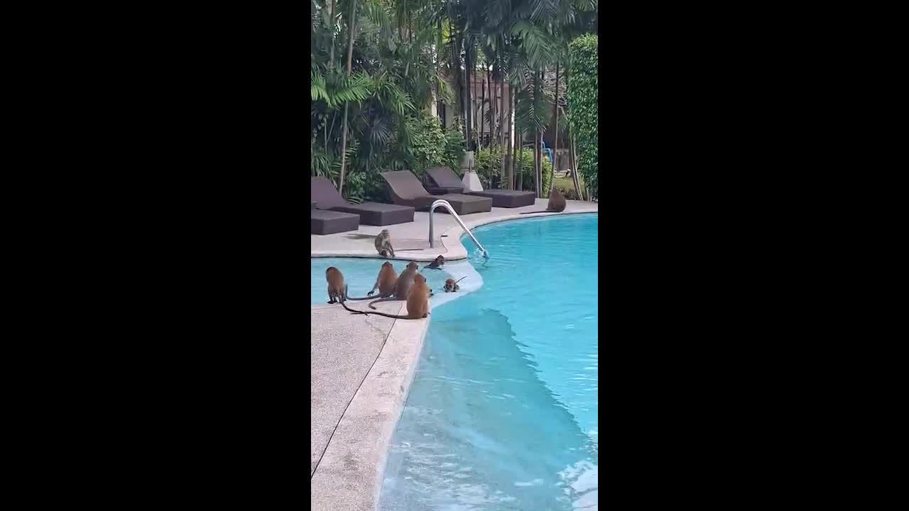 Wild monkeys take over hotel swimming pool in front of shocked guests