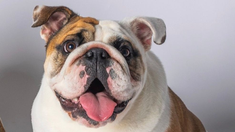 Griff III, 9-month-old bulldog, starts training for Drake mascot duties