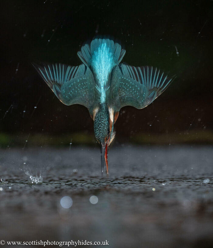 Photographer takes 720,000 photos to capture a kingfisher dive, and 10 ...