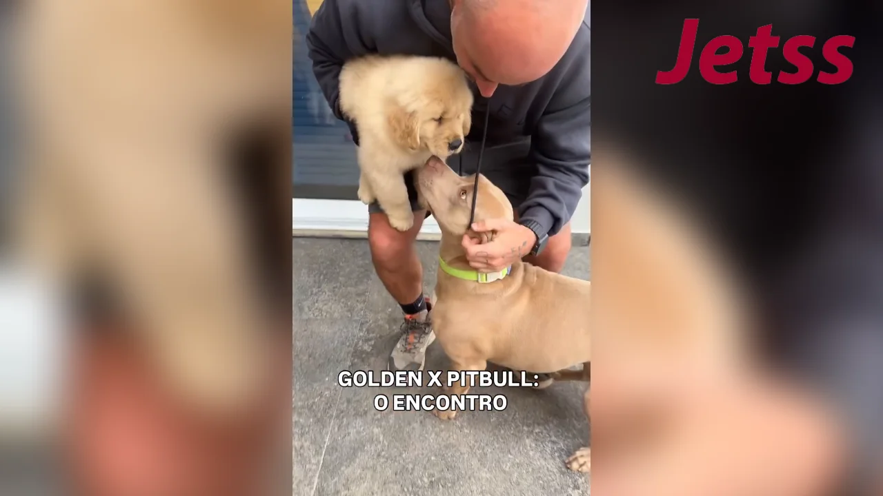 A primeira e carinhosa interação entre golden filhote e pitbull viraliza