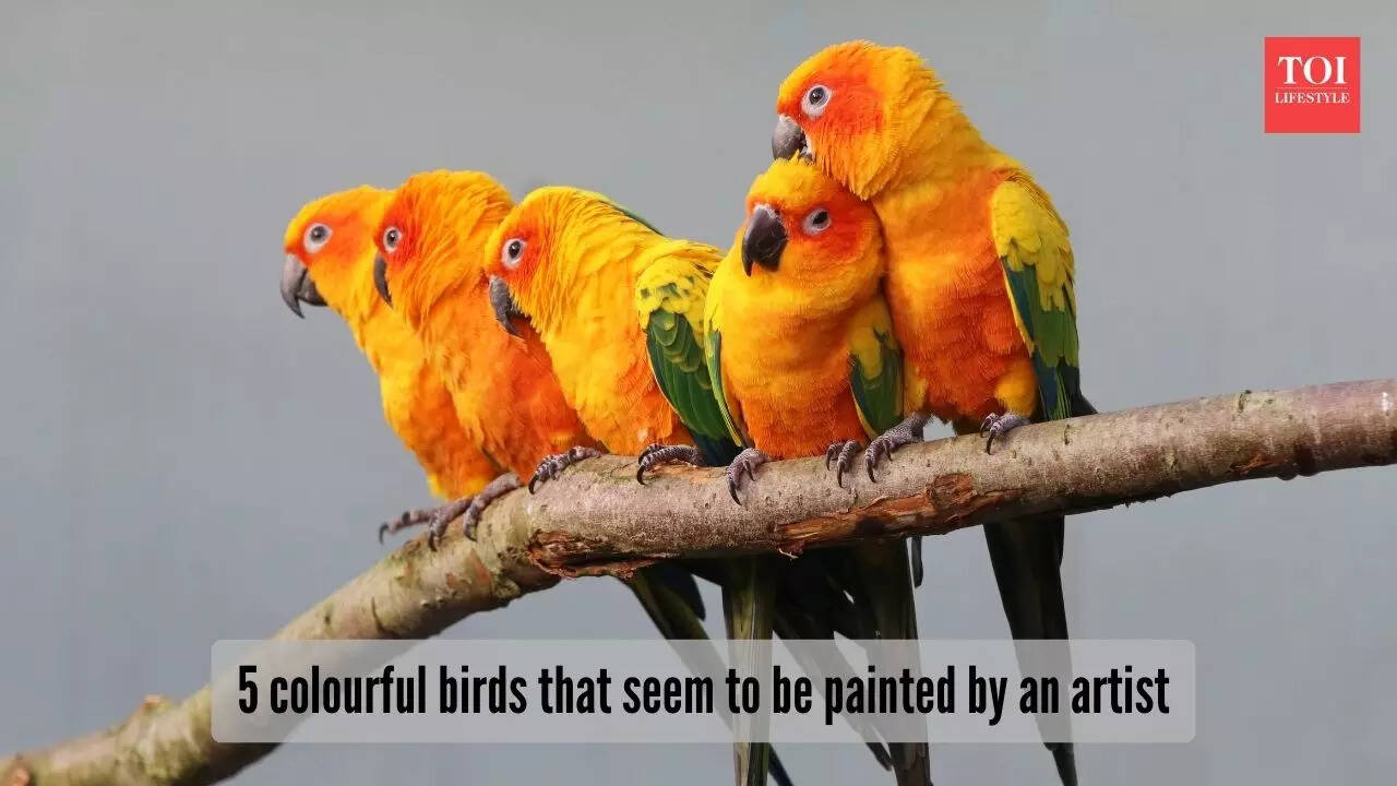 Nature's rainbow feathered wonders: 5 colourful birds that paint the ...