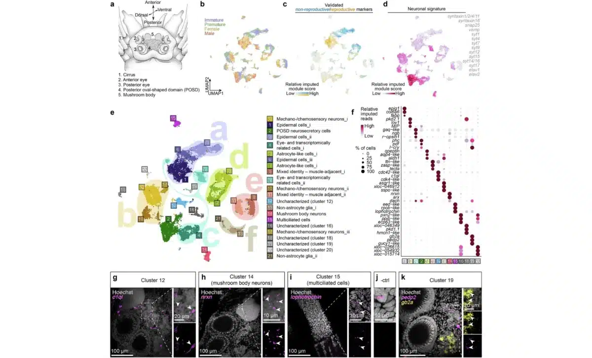 A worm’s surprising secret might hold the key to eye evolution!
