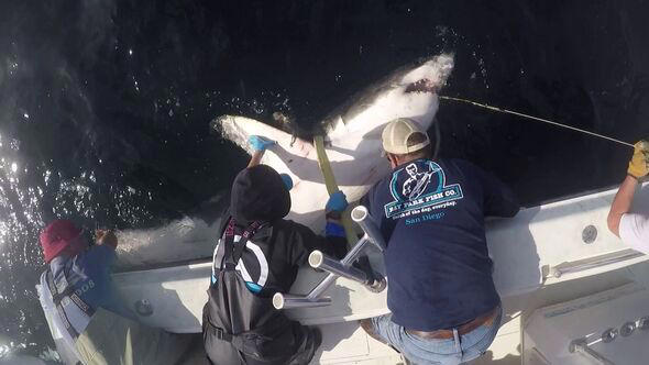 Monster 700-lb white shark spotted off Virginia Beach in rare sighting ...