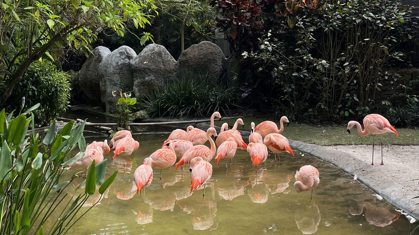 Weekend events: Flamingo Festival, Sip & Shop and Indie Flea