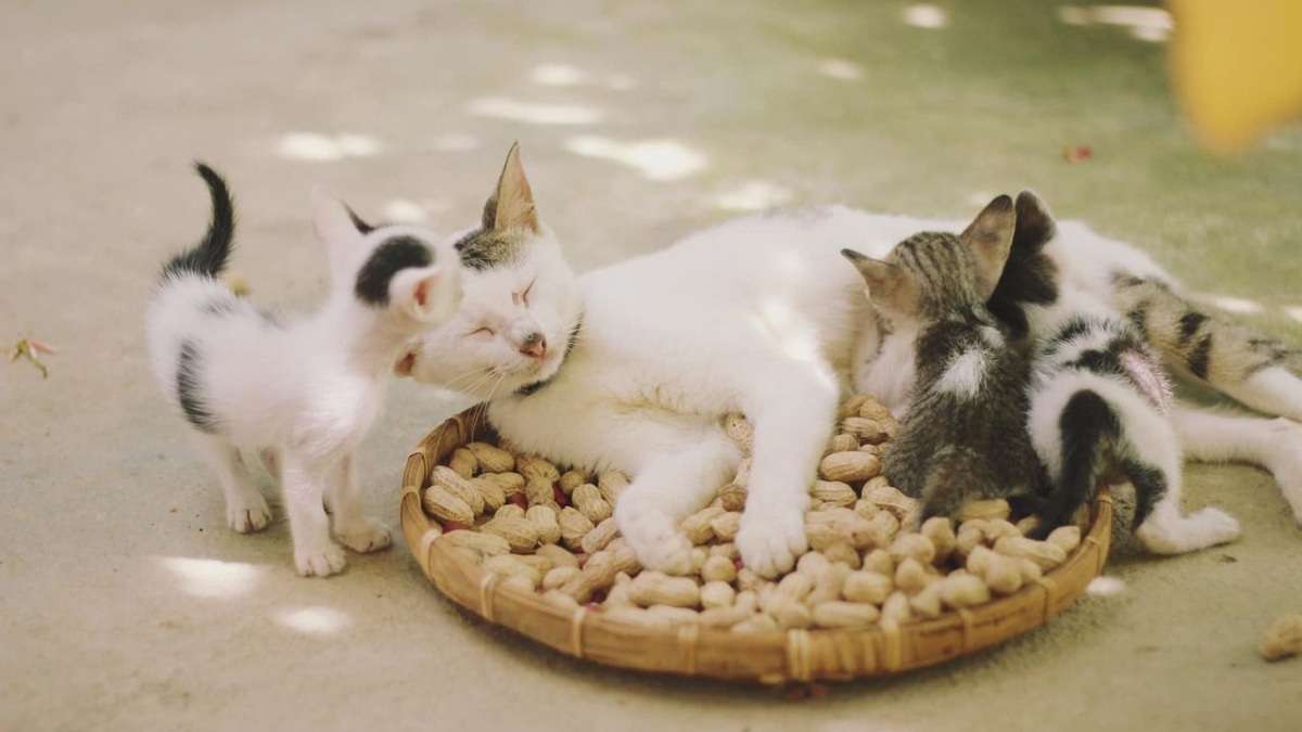 Types of cat foods veterinarians say you should think twice about