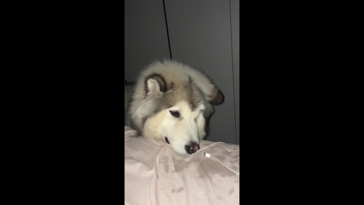 Playful dog inspects a charging cable in Fujian, China