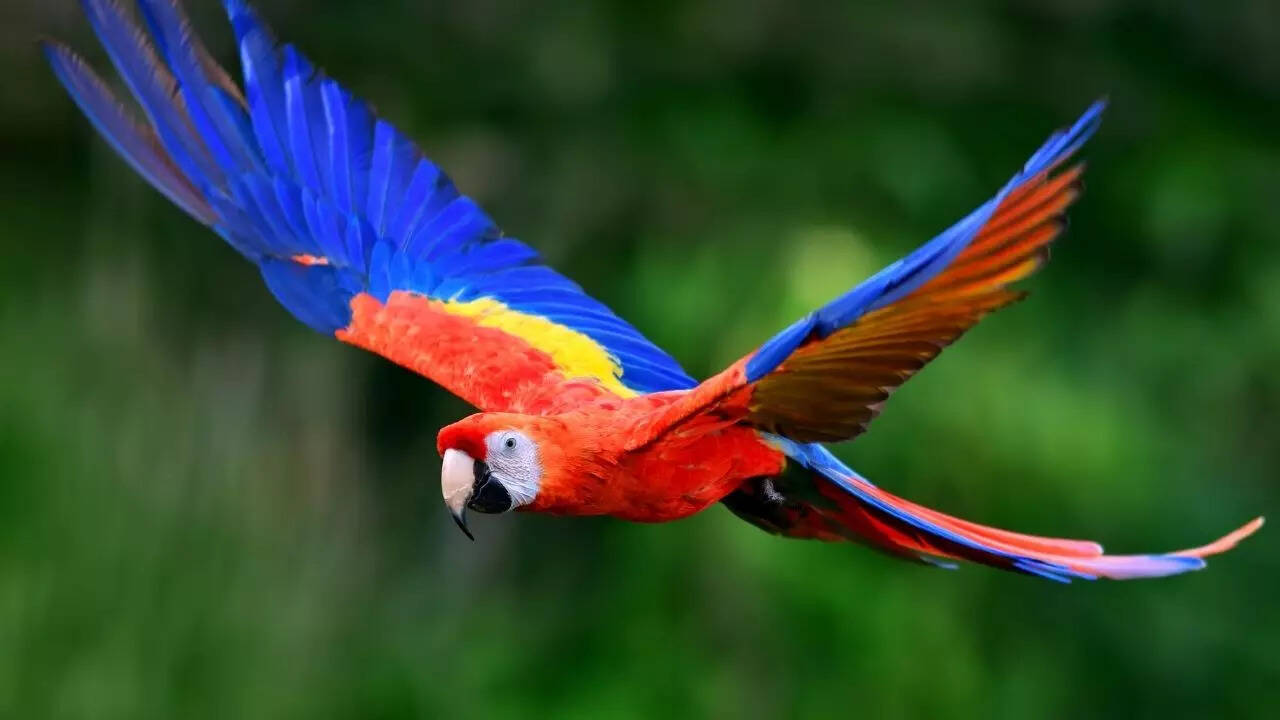 Nature's rainbow feathered wonders: 5 colourful birds that paint the ...