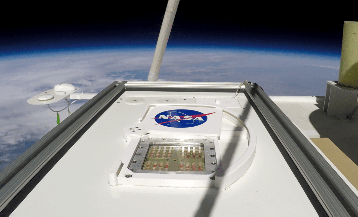 NASA discovers bacteria ‘playing dead’ to survive extreme space conditions