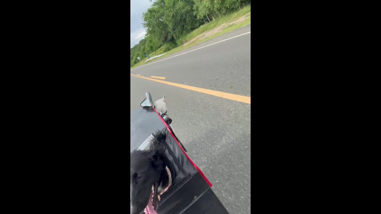 Dog riding in a box on a motorcycle slips out in Nariño, Colombia
