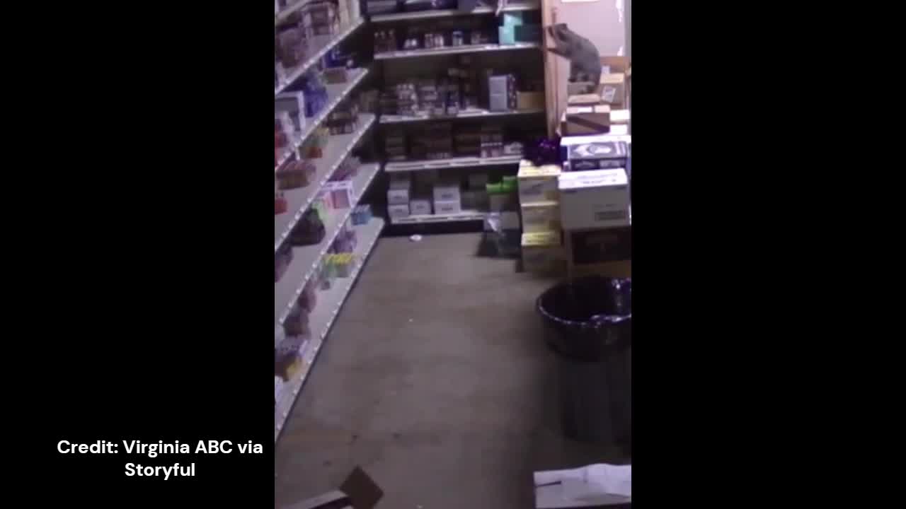 A raccoon breaks into a liquor store (credit: Virginia ABC via Storyful)