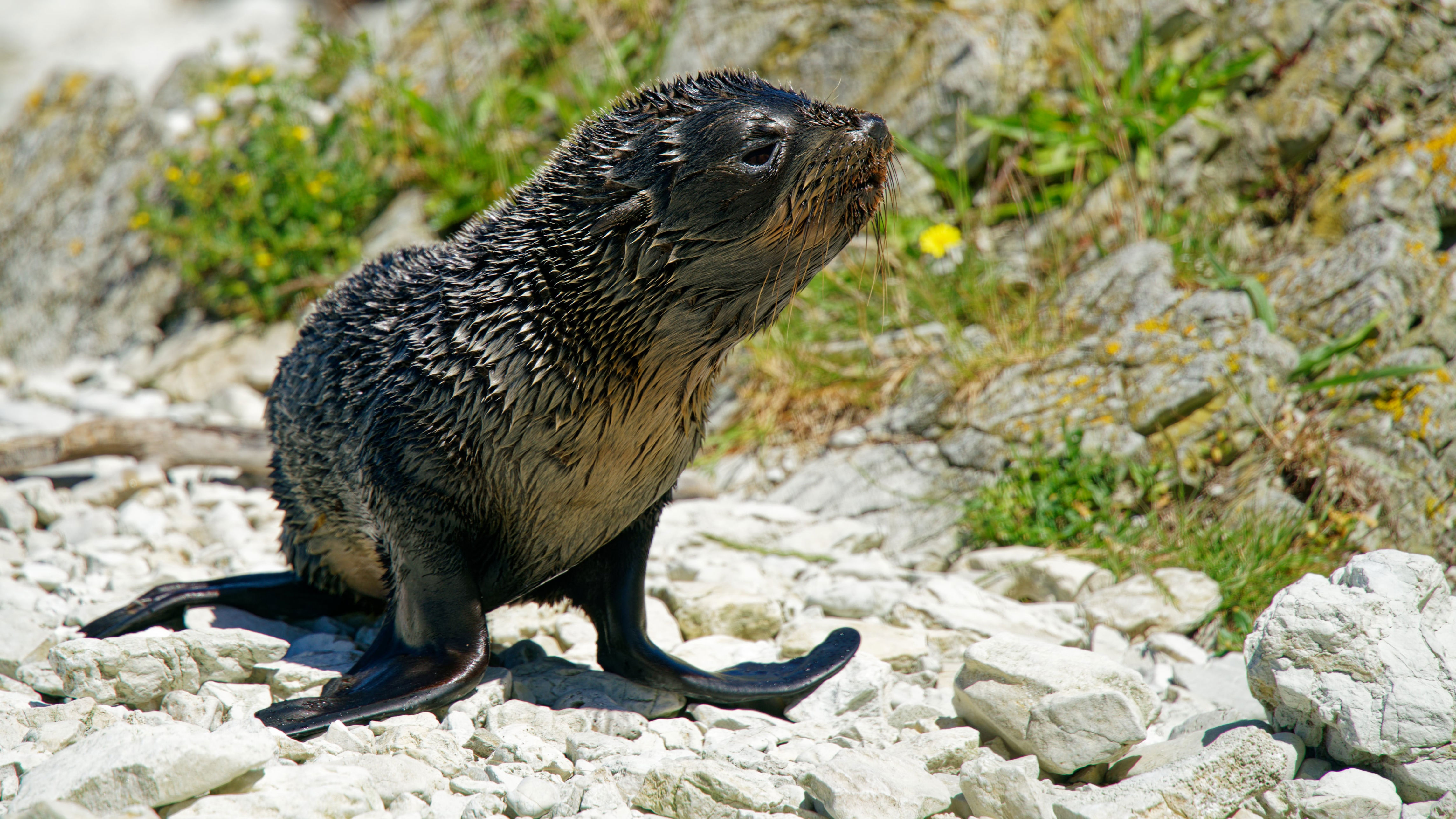Baby seal flops into bar, coaxed into cage with salmon