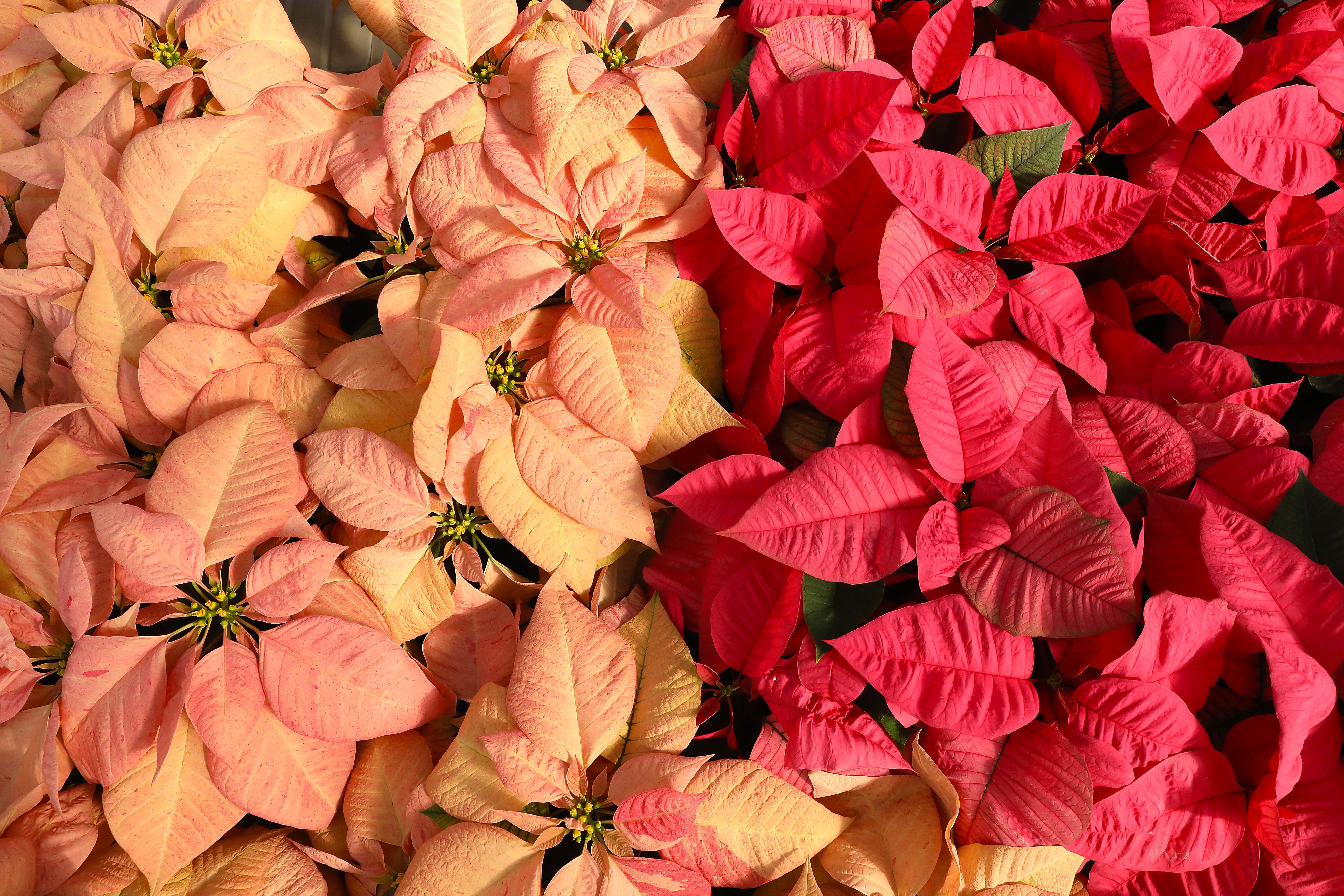 UF's annual poinsettia sale is Dec. 5 at greenhouses on campus