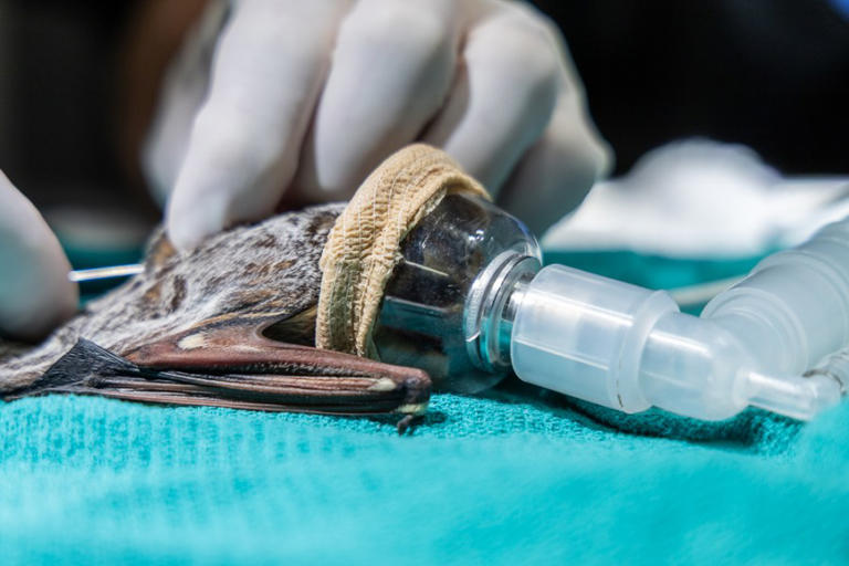 First hoary bat in Southern California released with tracking transmitter