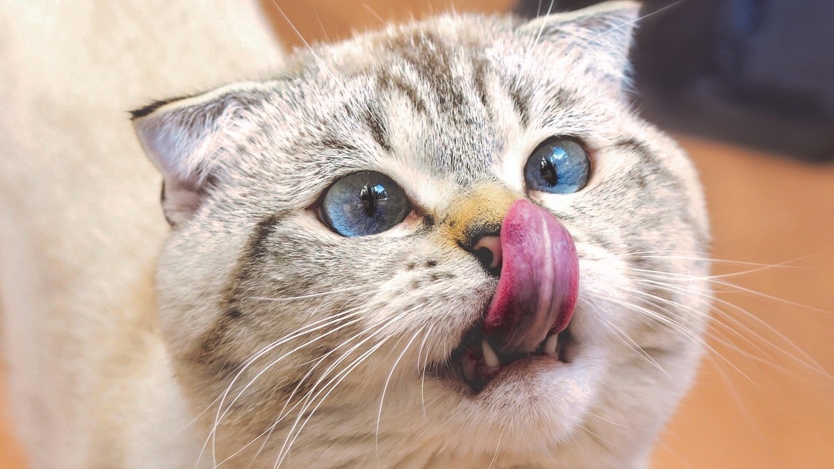 The best tricks for approaching a surly cat that has just been adopted