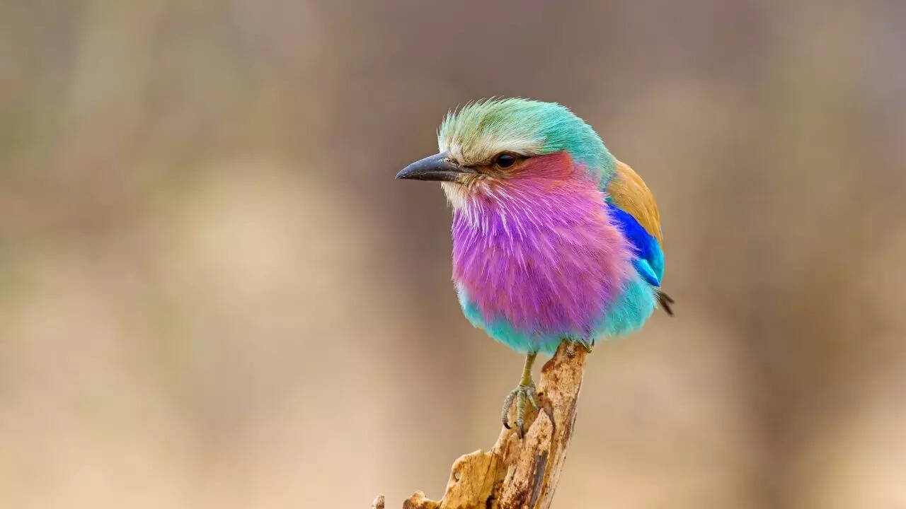 Nature's rainbow feathered wonders: 5 colourful birds that paint the ...