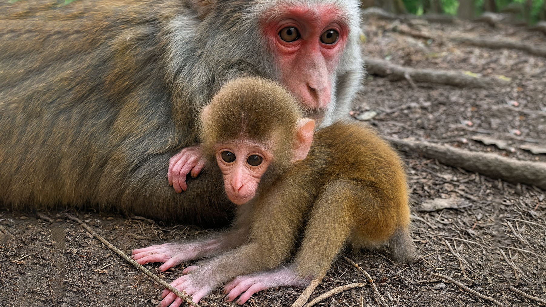 Cute mama monkey protects her baby